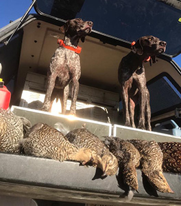 Montana Bird Hunting | Upland Bird Hunts For Pheasant, Grouse & Partridge