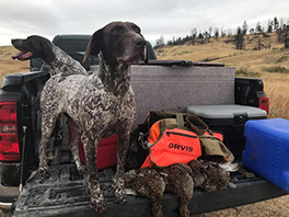 Montana Bird Hunting | Upland Bird Hunts For Pheasant, Grouse & Partridge